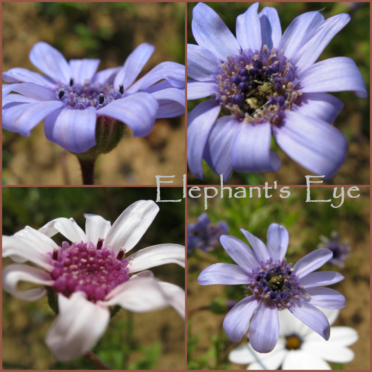 Spring flowers at Ramskop