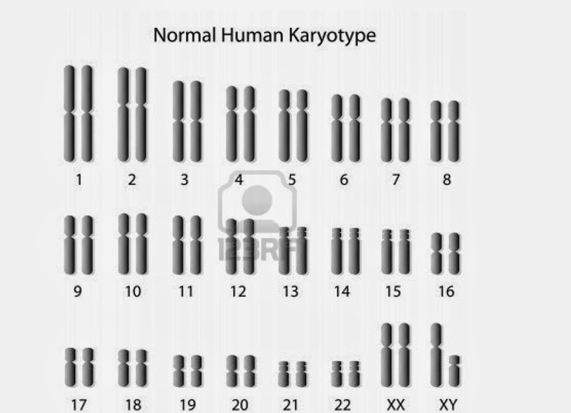 Café y Biología: Lección 21 Cromosomas