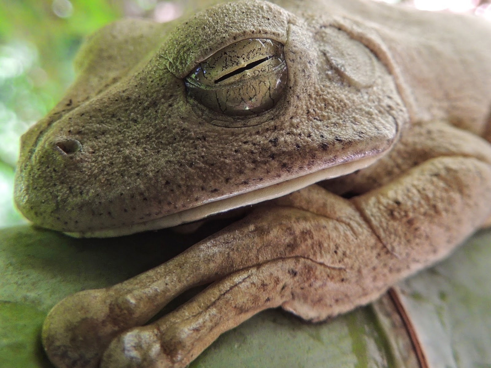Amanda no País das Maravilhas: Hypsiboas faber (Sapo-ferreiro/martelo)