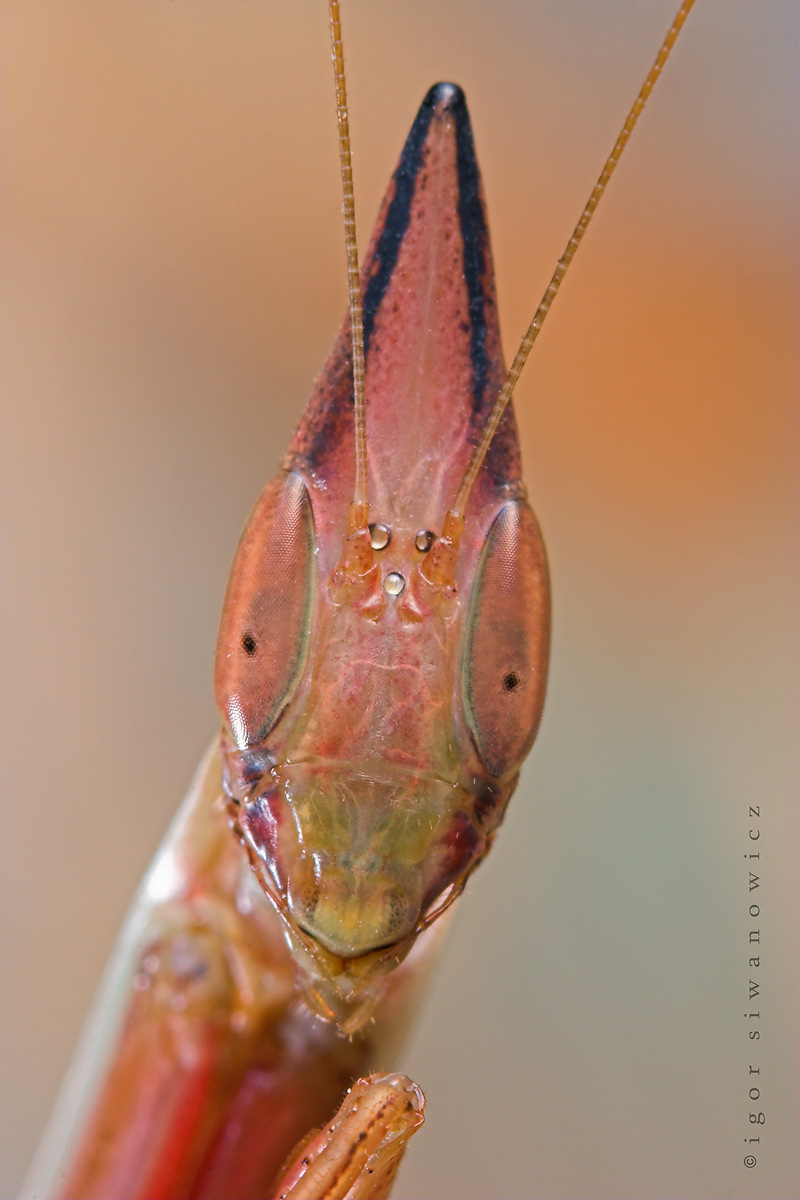 Alam Mengembang Jadi Guru: Mantis Romantis atau Mantis Alien