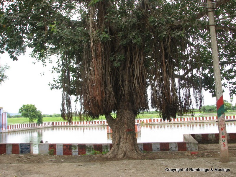 Ramblings and Musings: Trees from Tirunelveli