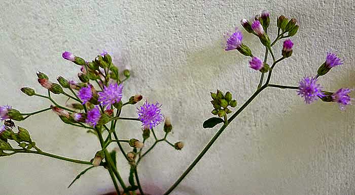 Cyanthillium cinereum-Monara Kudimbiya | SL Flora