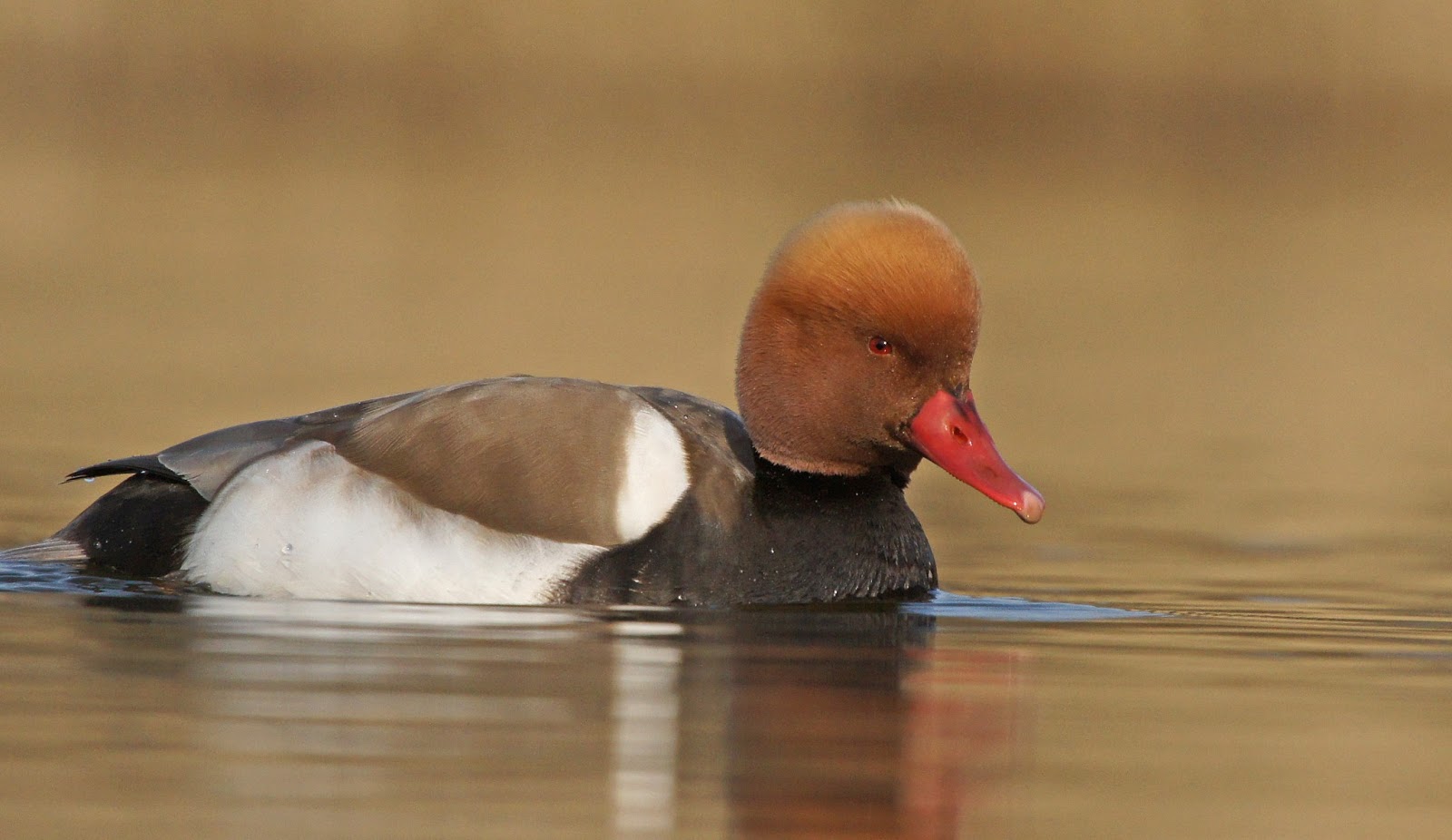 De wereld door mijn lenzen: De Krooneend en het nut van een goede ...
