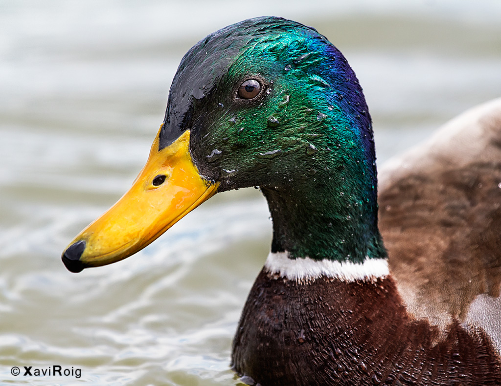 FotoRoig: Ànec collverd mascle (Anas platyrhynchos)