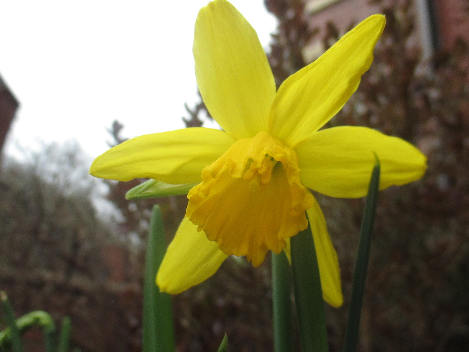 The Green Fingered Blog: Dead head daffodils in your garden (and other ...
