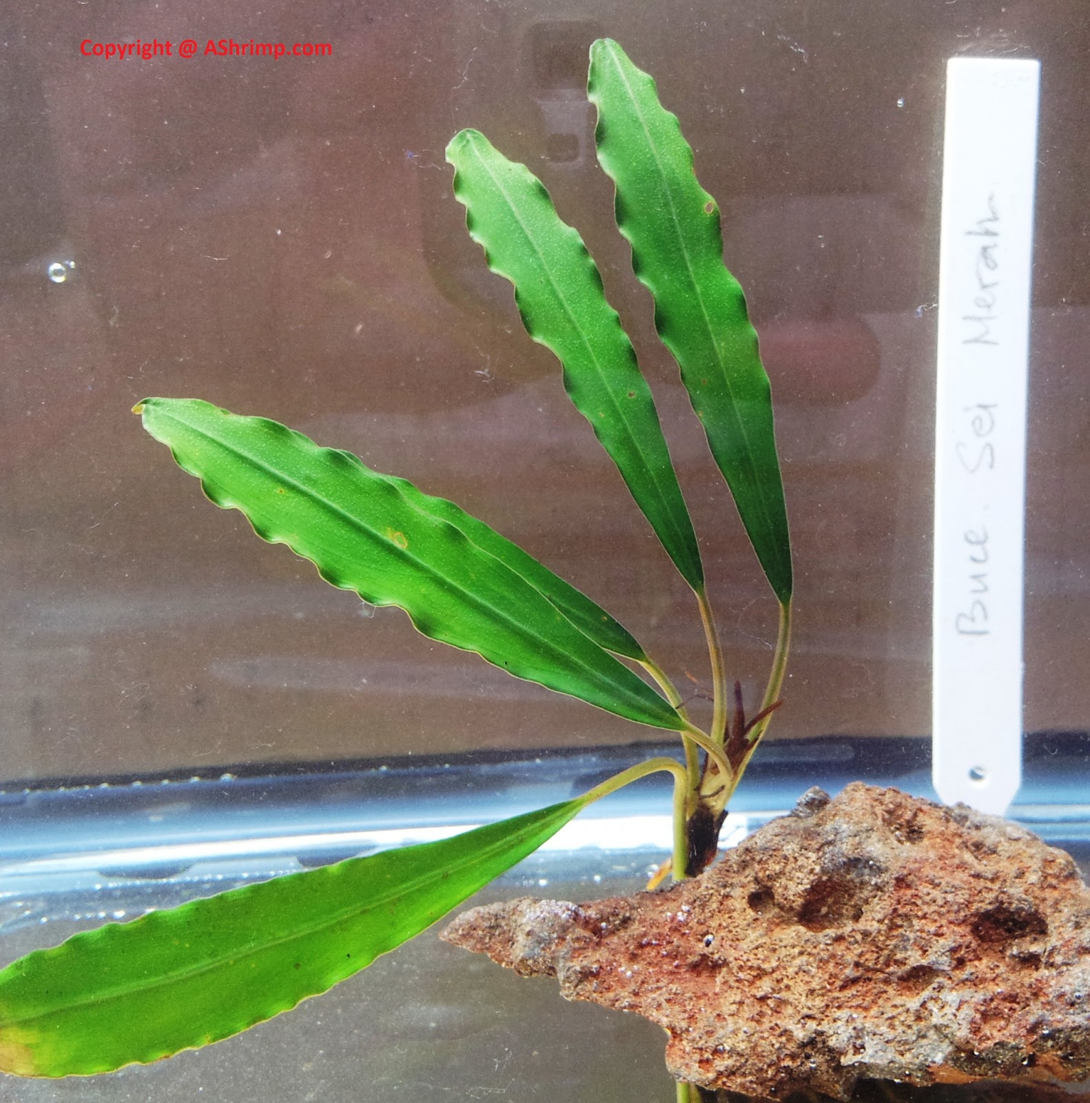 F/S: Bucephalandra Collection & Rare Crypt Spec "Indonesia" - For Sale ...