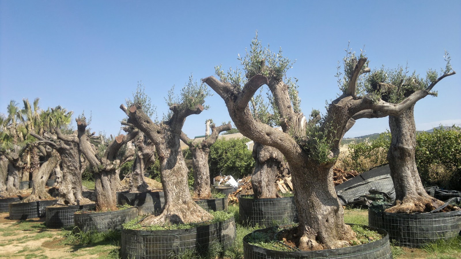 ΦΥΤΩΡΙΑ ΔΕΛΤΑ NURSERIES DELTA TREES LTD: Ιουλίου 2014