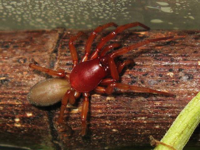 Bug Eric: Spider Sunday: A Common "Indoor" Spider