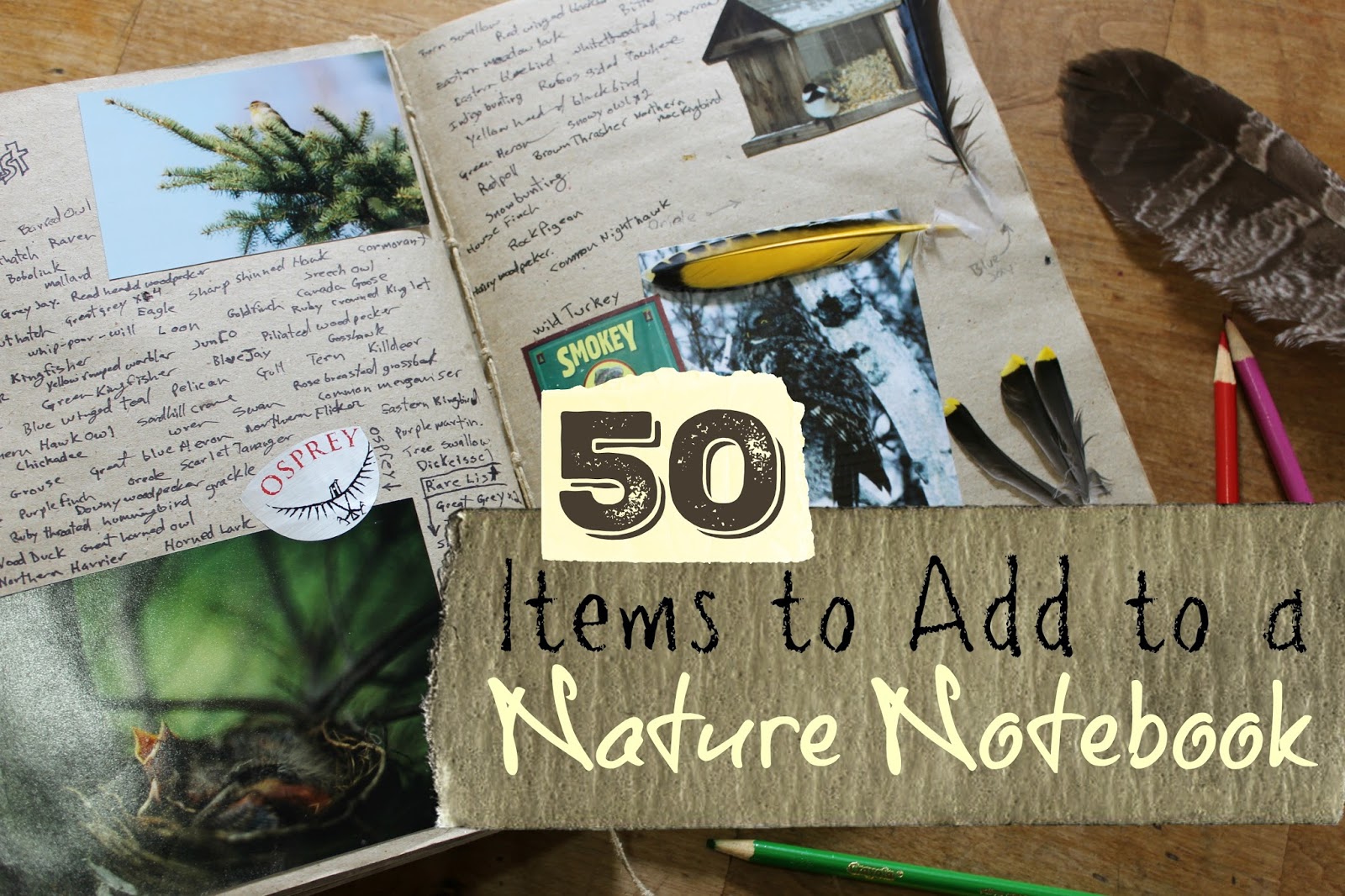The Unlikely Homeschool: 50+ Items to add to a Nature Notebook