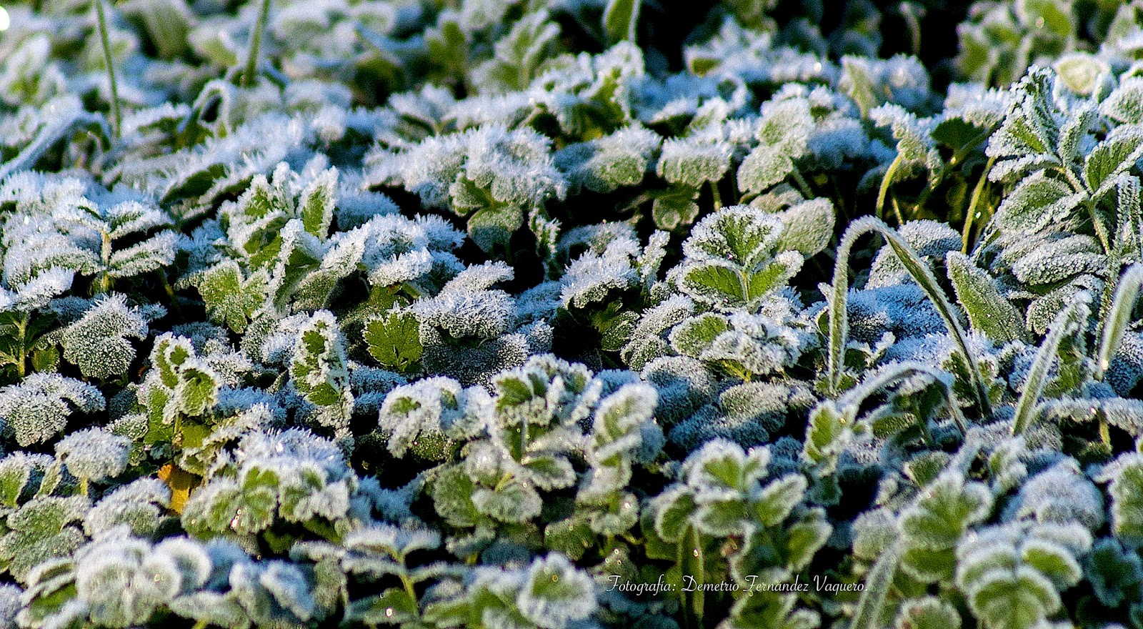 Heladas de invierno en Llanos de Cáceres - 3 fotografías | Fotografía ...