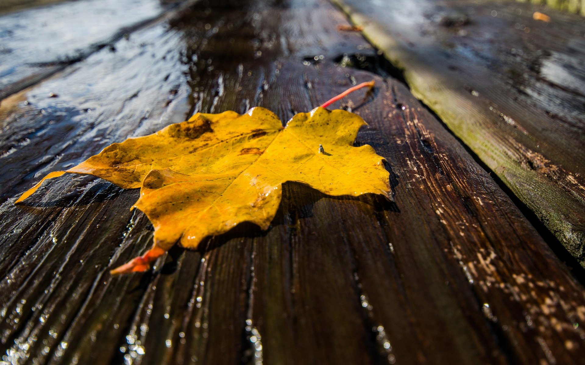 Wet Yellow Leaf Wallpaper