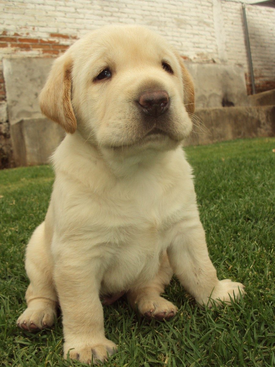 las mascotas: LABRADOR