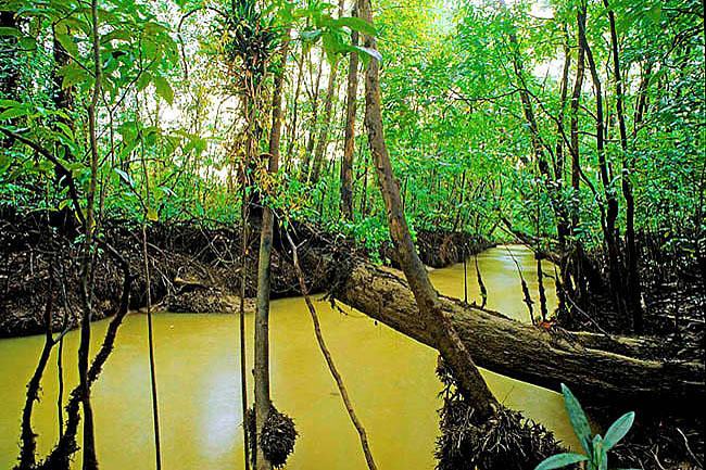 Fascinating Humanity: Mangrove Swamp Estuary Along Colombian Pacific Coast