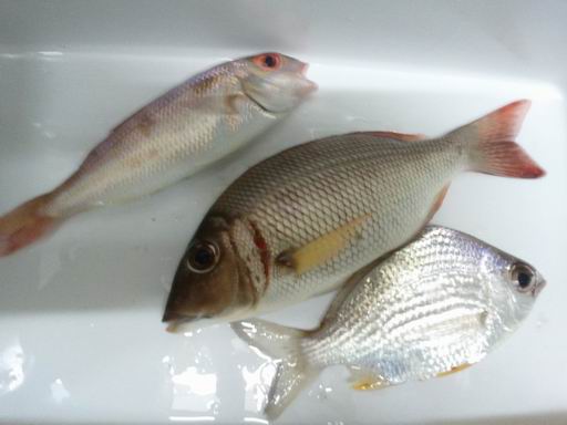 K.K.AnglersSaga: Kan mengail Belais Kalu, ikan Anduping pulang yang ...