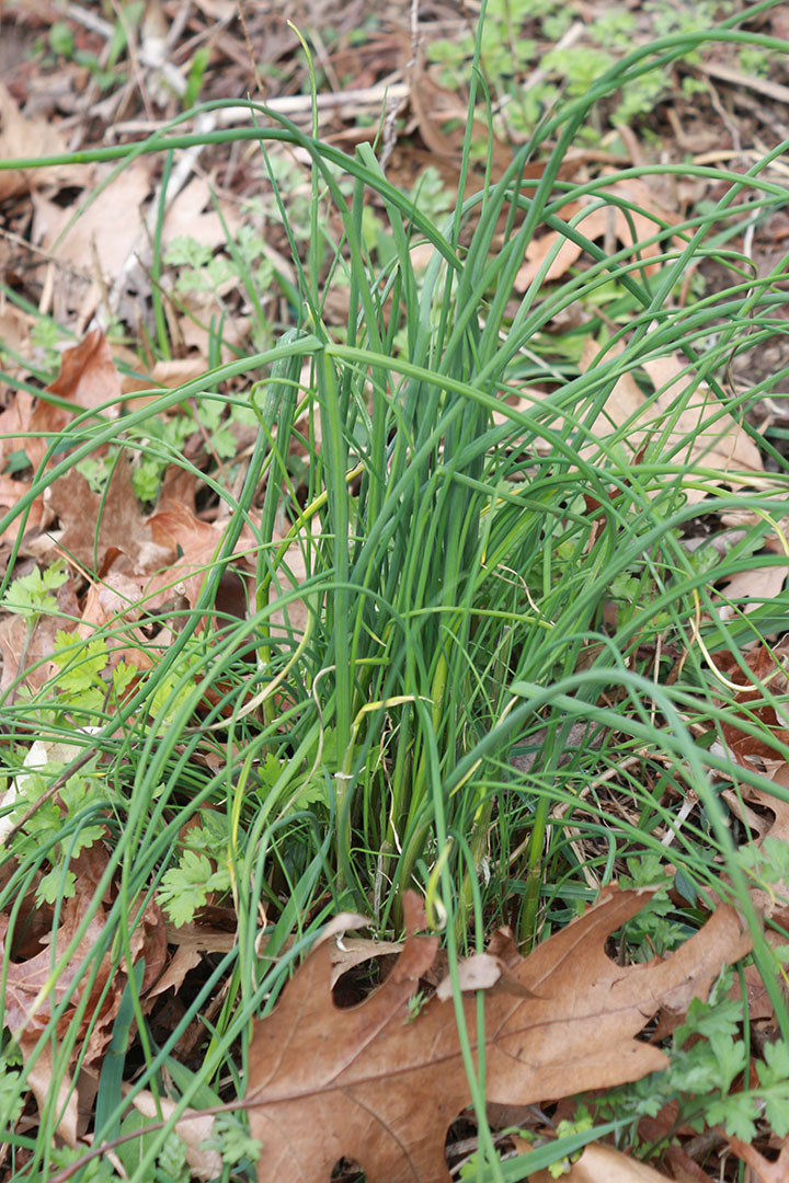 66 Square Feet (Plus): The springing of the year*