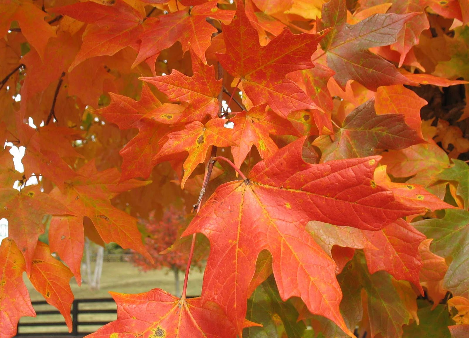 Using Georgia Native Plants: Native Fall Foliage - Orange/Red/Purple