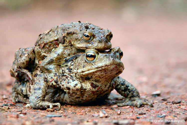Wandel-, Fiets- en FotografieWeblog: Parende Padden