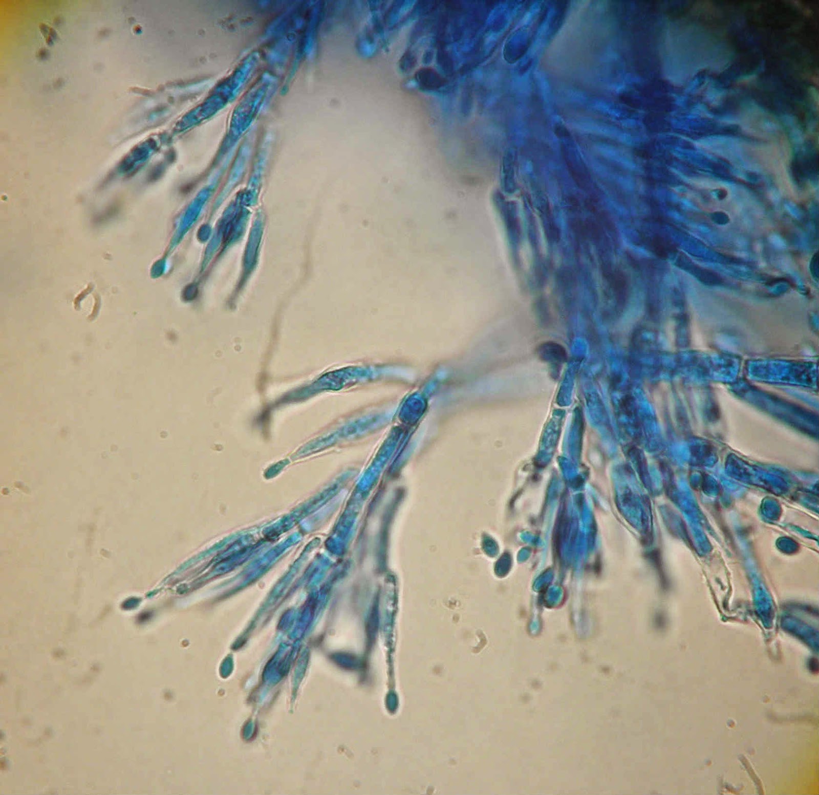 ATLAS MICOLOGIA: PAECILOMYCES VARIOTII