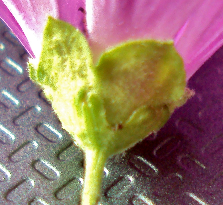 Fines herbes & belles plantes: Malvacée - Mauve sylvestre, Grande Mauve ...