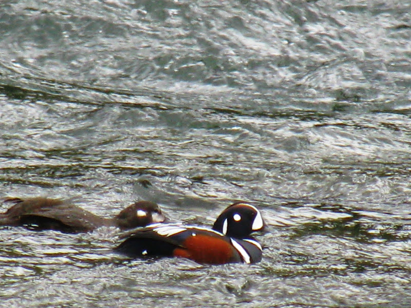 Harlequin Ducks