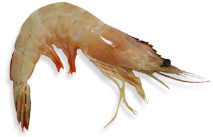 CRISPYUDANG Pusat_Udang_Berkualitas: MACAM-MACAM JENIS UDANG YANG PATUT ...