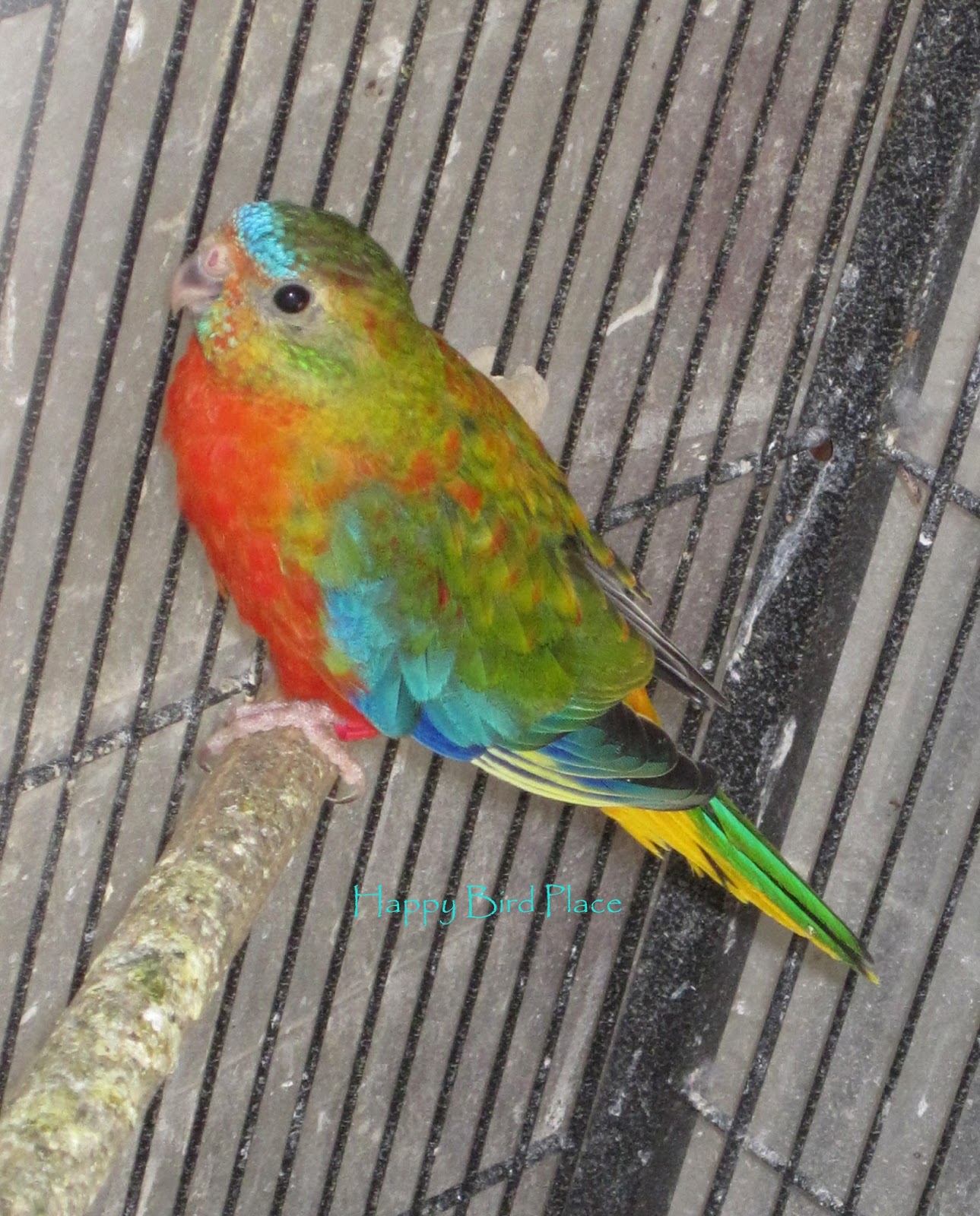 Happy Bird Place Finch and Grasskeet Blog: Shaft tails and turquoisine ...