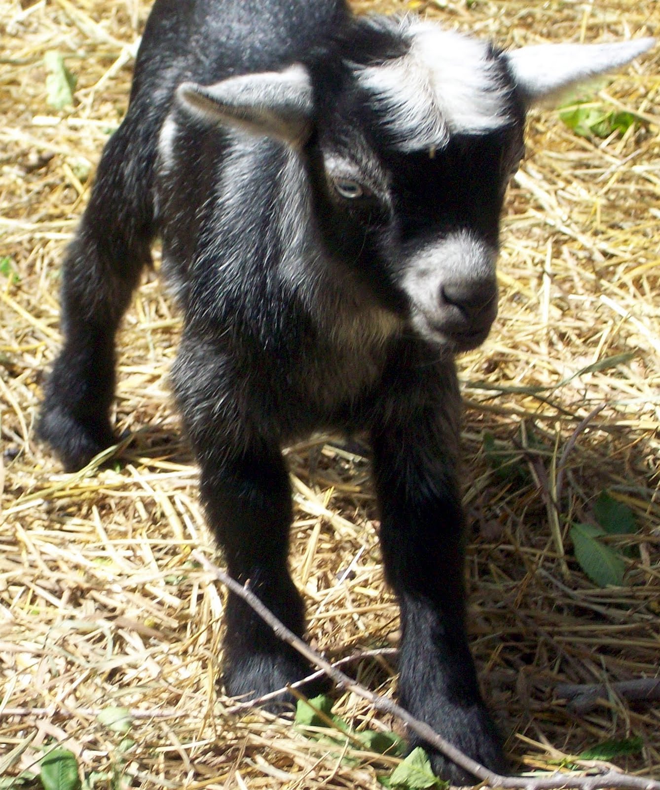 Homestead Roots: Meet the baby goats!!!