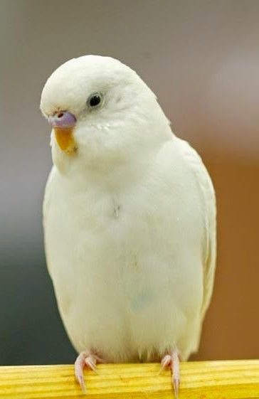 Parakeets ~ Stunning nature