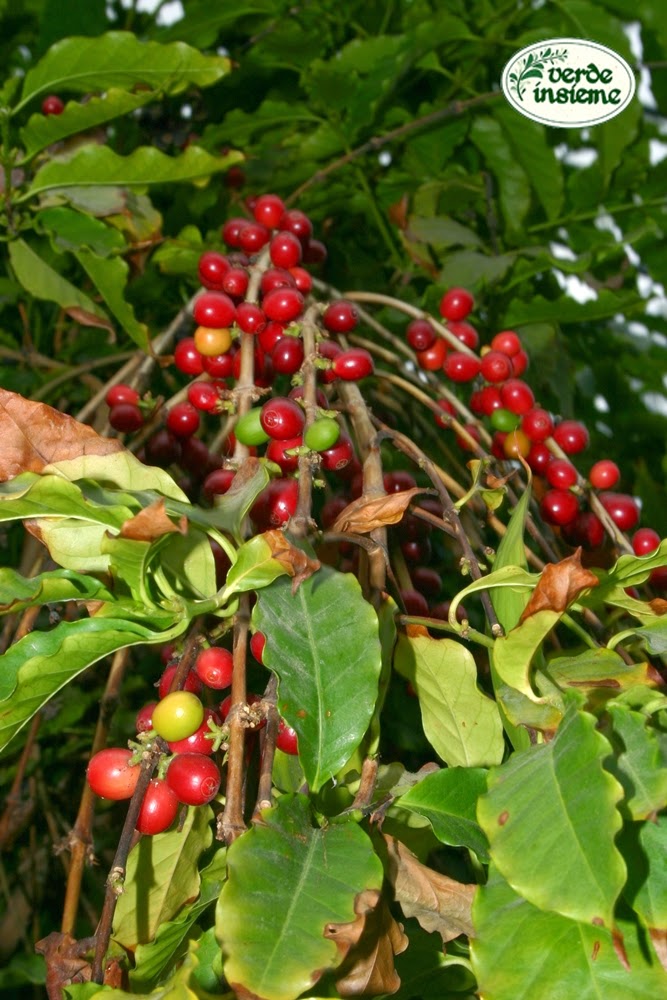 Coffea arabica, dalla pianta al caffè