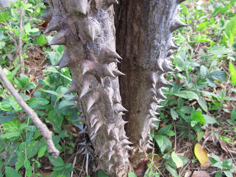Nicaragua - People and places: Pochote tree Arbol de Pochote