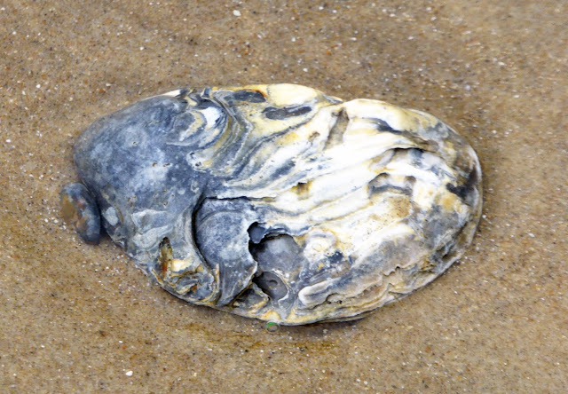 Wild and Wonderful: Isle of Wight (7): Shells at St Helens and Various ...