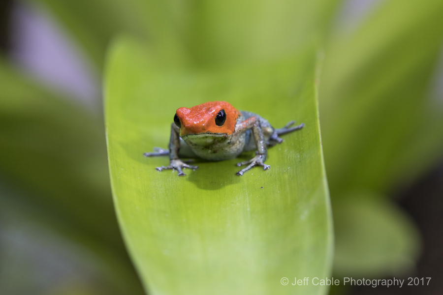 Jeff Cable's Blog: Photographing birds and frogs in Costa Rica - Nature ...