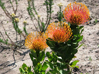 Angelika's World in Photos: Proteas - King & Others