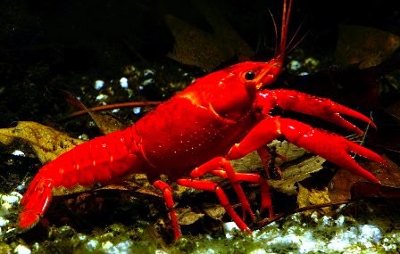 Mengenal Lobster Hias Air Tawar - Dunia Akuarium