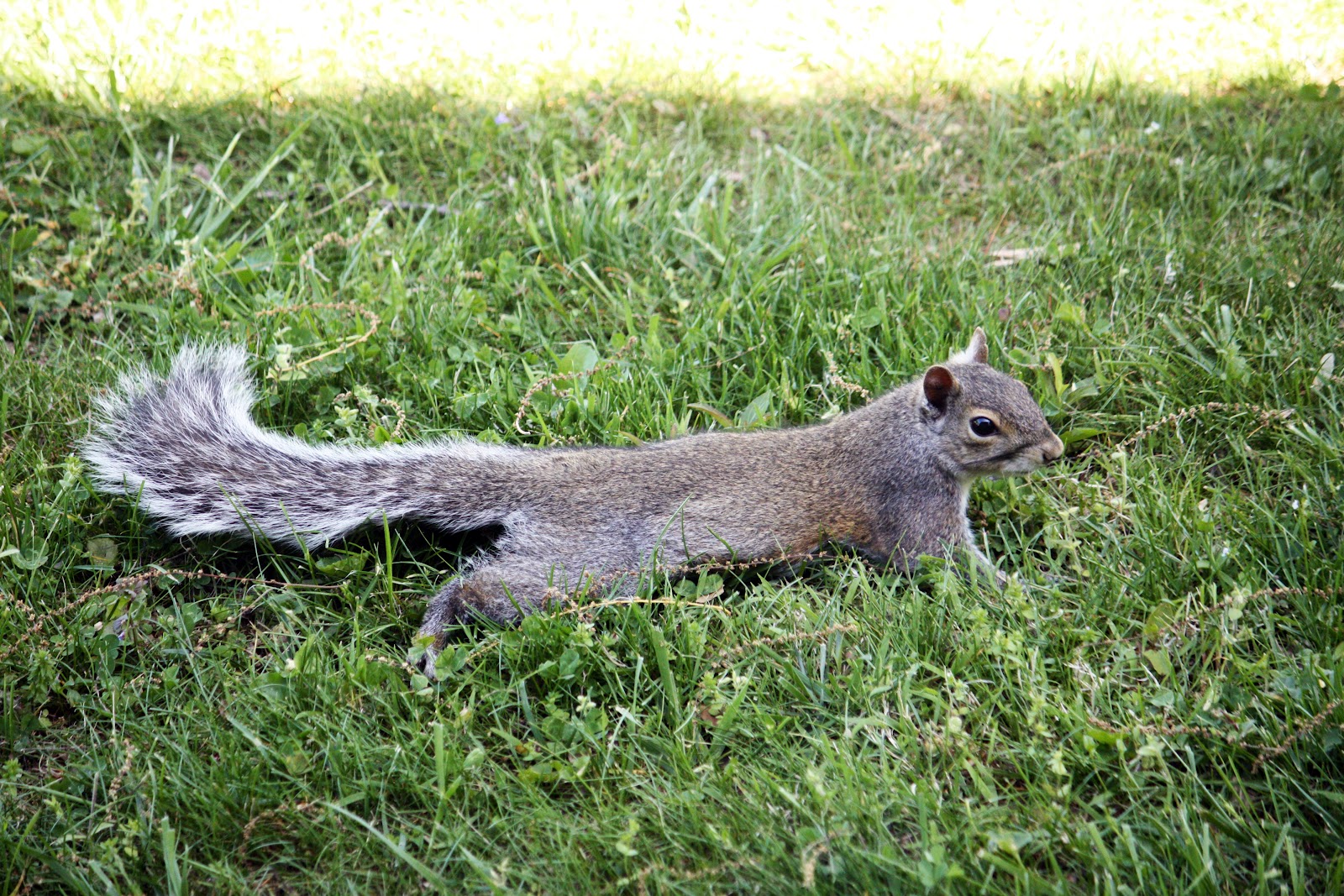 Round The Bend: A Tale of Two Squirrels