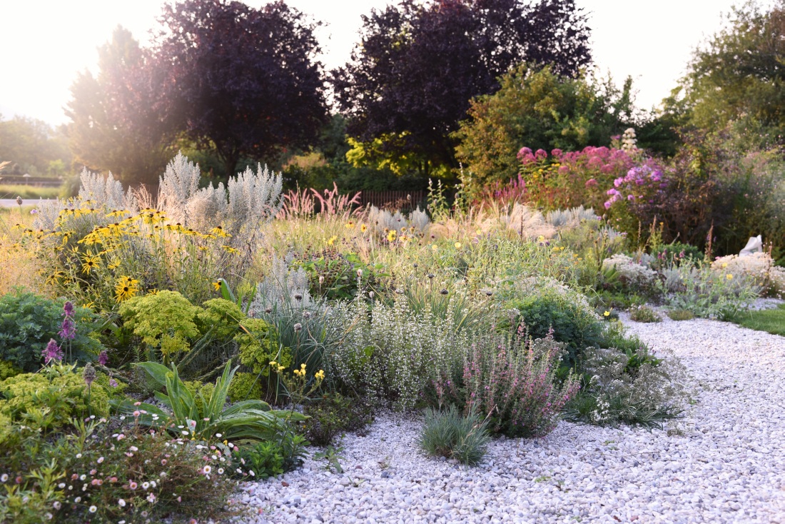 Storchschnabel und andere Stauden: Abendlicht