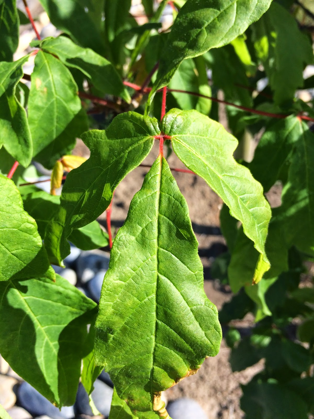 Trees of Santa Cruz County: Acer triflorum - Three-flowered maple