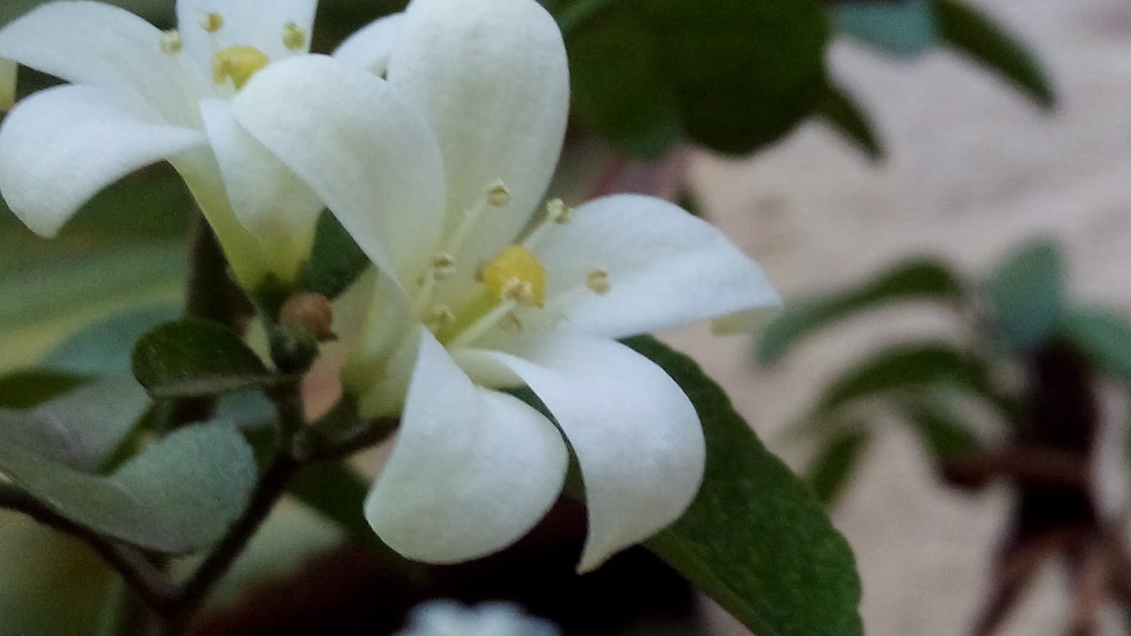 Garden Care Simplified: Exotic Hippeastrum Amaryllis and Some Important ...