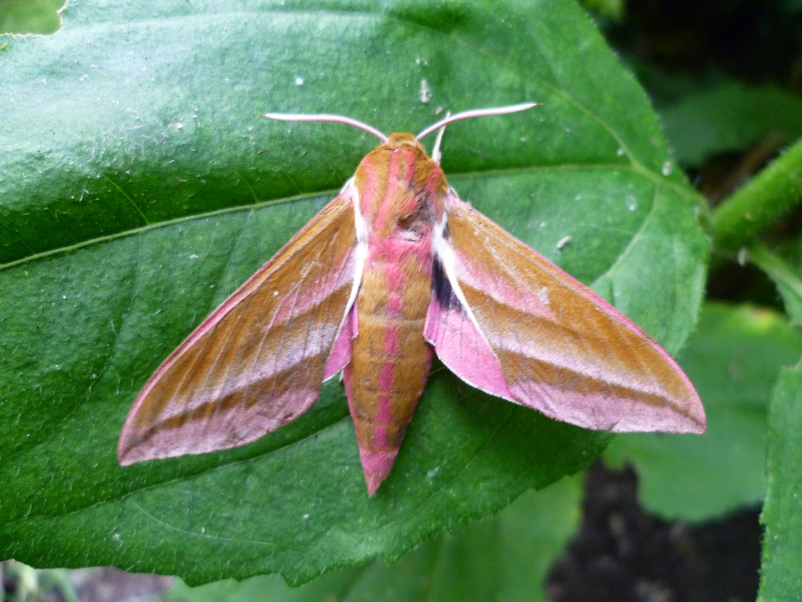 Linacre Blogger: Garden Moths- Hawk-moths are comimg!