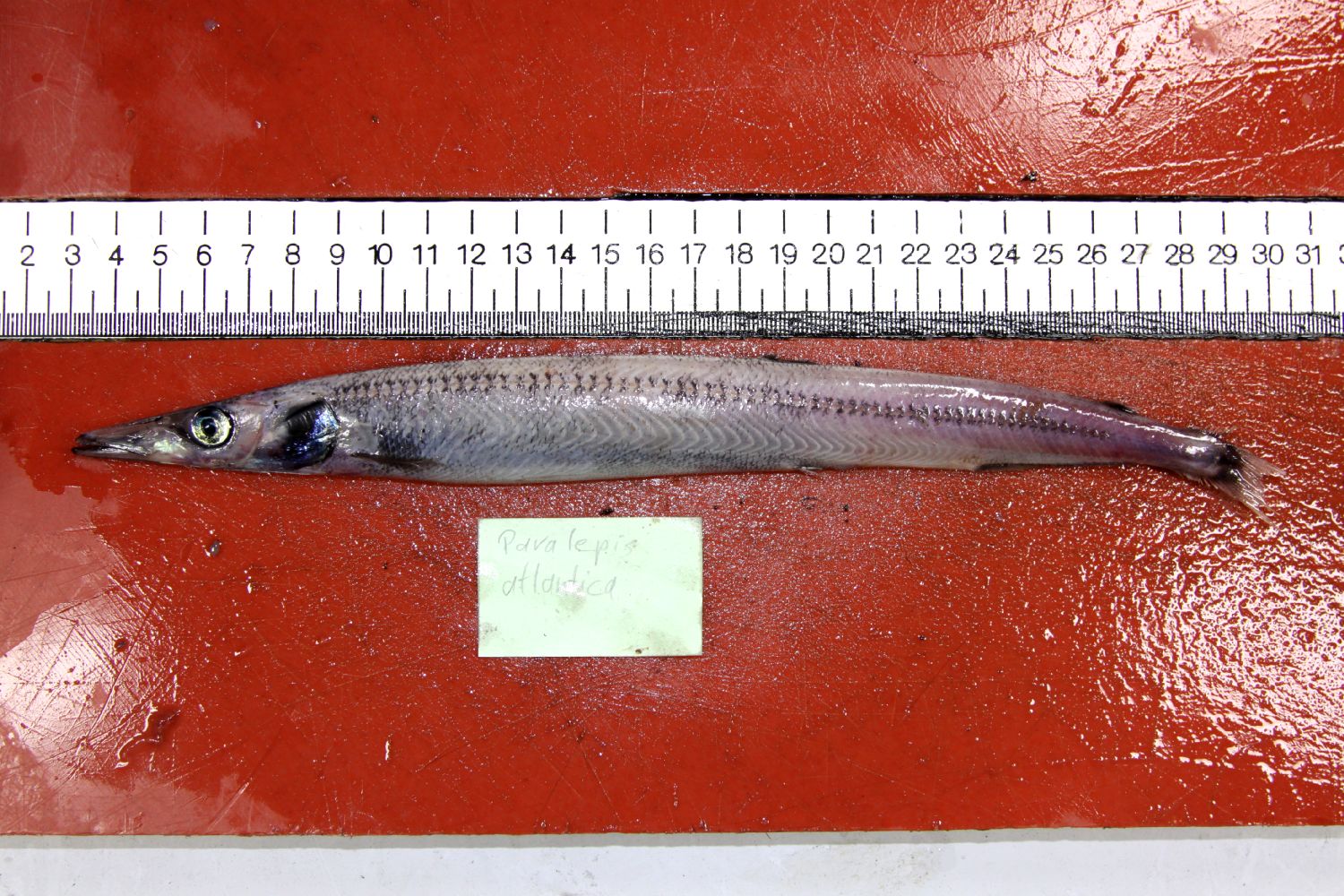 Blue Whiting Survey: Nieuw persoonlijk record diep vissen Tridens ...