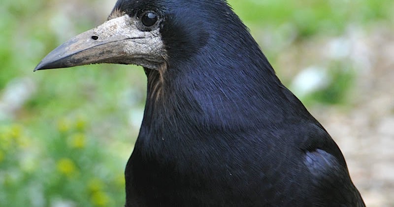 Gower Cameos : Rooks Return