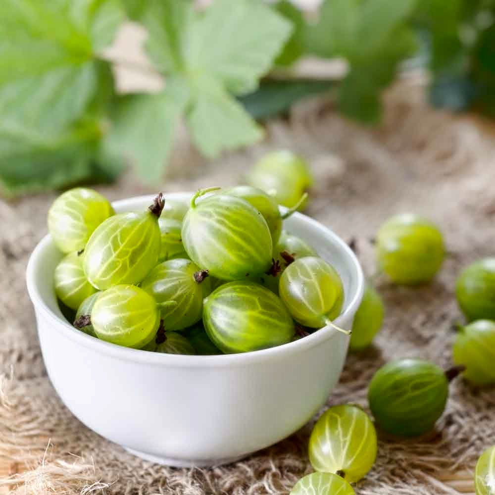 HOW TO GROW GOOSEBERRIES |The Garden of Eaden