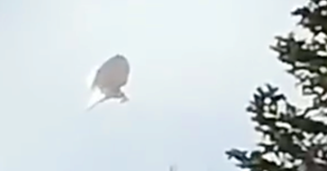 UFO SIGHTINGS DAILY: White Oval UFO Seen Over Forested Area Of Quebec ...