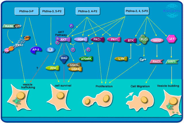 World of Biochemistry (blog about biochemistry): Map about the ...
