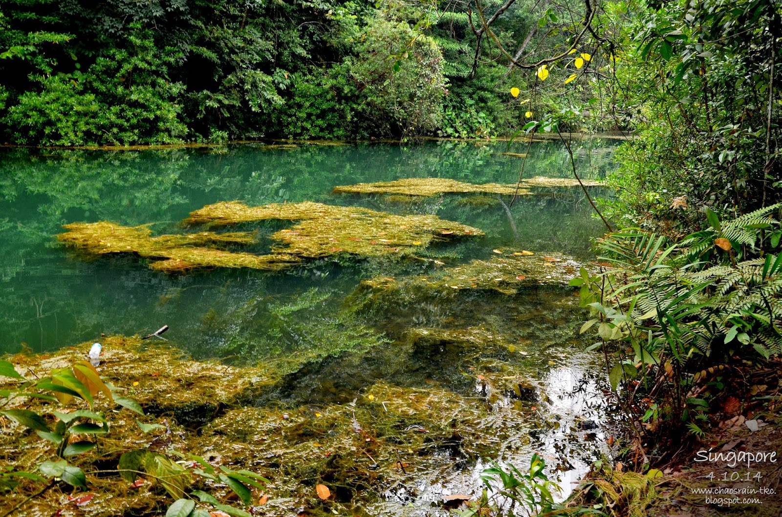 Keep Breathing | MacRitchie Reservoir Park | Singapore