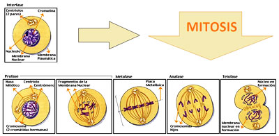 Reproduksi Sel Pada Tingkat Sel Makhluk Prokariotik - Biologisites