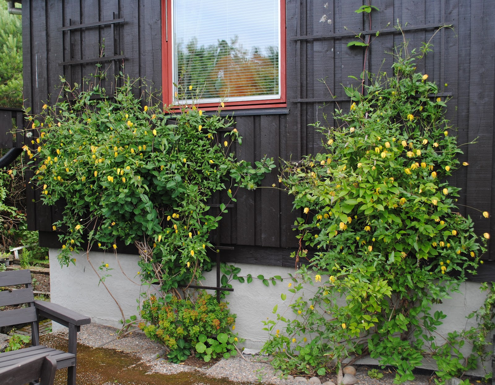 Hagekroken: Frodig gullklematis