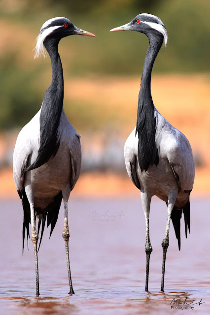 Living Temples: Holy Ramayan Retold 1