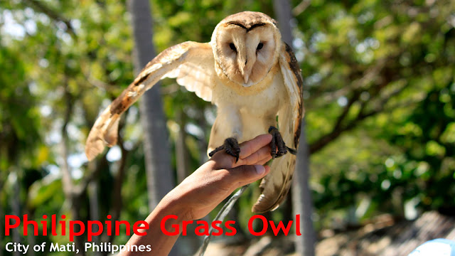 Wildlife to Witness: Philippine Grass Owl | Mesmerizing Mati