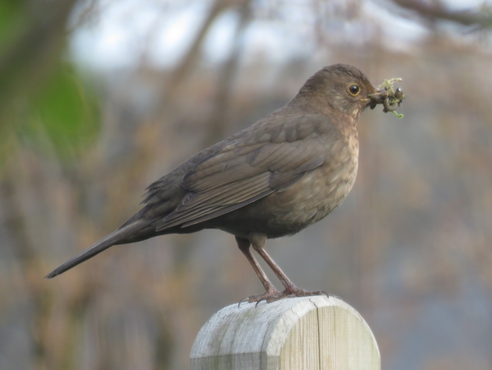 Mine naturfotos: Solsort hun i haven